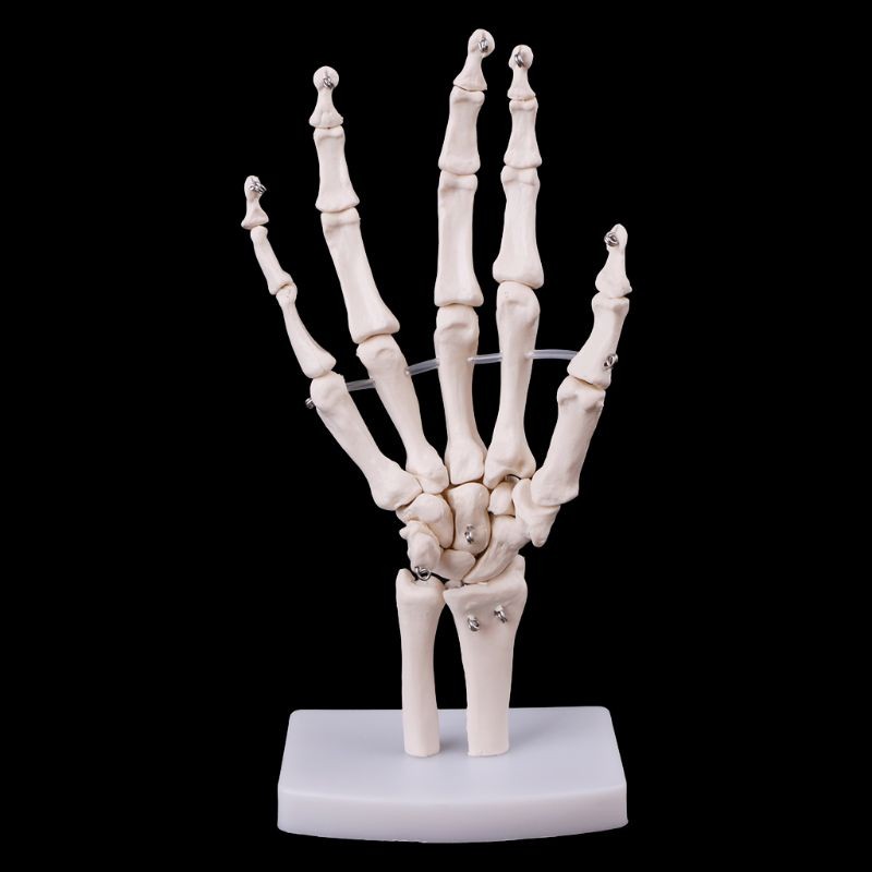 Hand Joint Anatomical Skeleton Model Human Medical Anatomy Study Tool ...