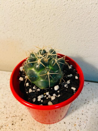 Cacti Corypantha Elephantidens - Elephant Tooth Cactus, Live Plant ...