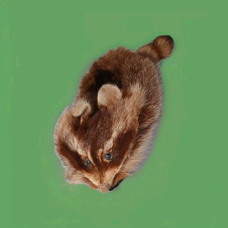 Real Coonskin Cap Raccoon Skin Fur Hat Mountain Man Frontiersman Cowboy ...