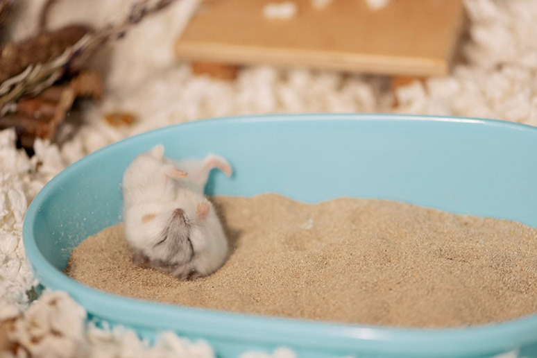 Sepiolita Chinchilla Degu Hamster Small Animal Bathing Sand Dust 250g ...