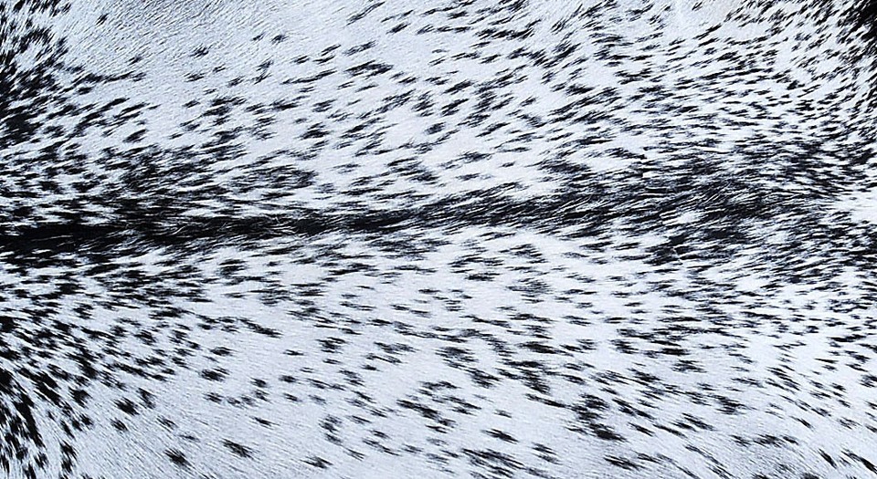 GOAT Western taxidermy Hide Rug Natural Pattern Fur Goat Hide Rode SA ...