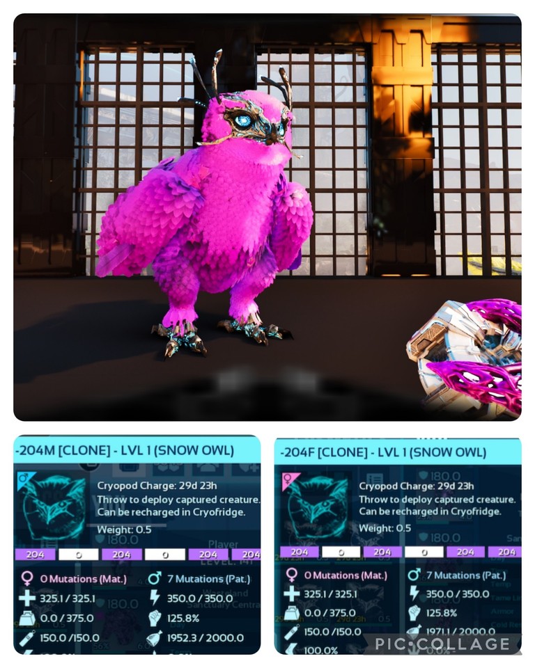 ark survival ascended pve SOLID ID204 LEVEL 1 SNOW OWL CLONES | eBay
