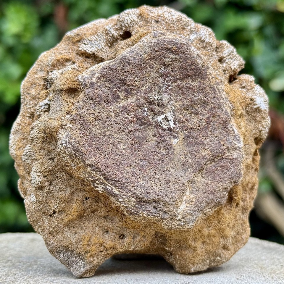Ichthyosaur Vertebrae Fossil | Kimmeridge Clay Jurassic | Wyke Regis ...
