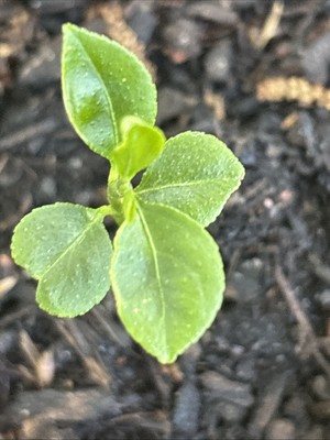 Baby Lemon Tree Seedling - Live Plant, 3-4” Tall, Healthy Bareroot ...
