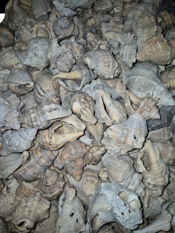 Box Full Of Hundreds Of Vintage Old Sea Shells Seashells Conch. Beach ...