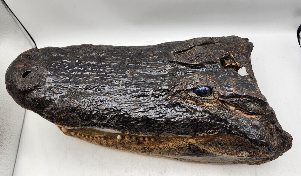 Large 18" Long Alligator Head Mount Real Taxidermy Authentic Swamp | eBay