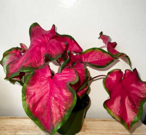 `2x Caladium Red Ruffles -Chicsonabudget | eBay