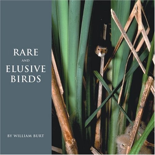 Rare and Elusive Birds of North America | eBay