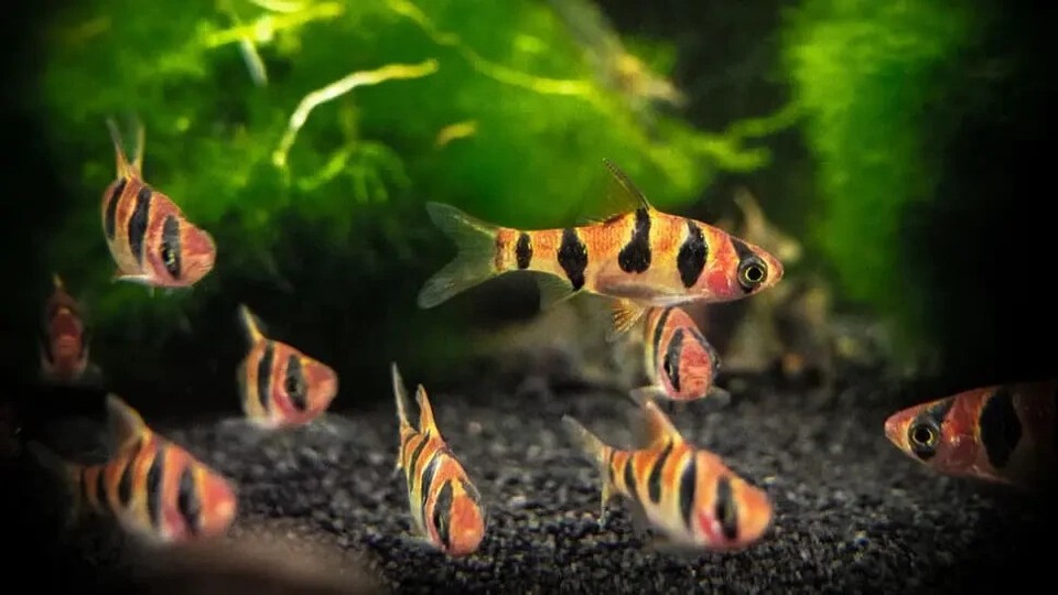 5-Pack Orange Rhombo Barb – Live Freshwater Fish for Planted or ...