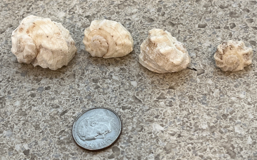 H567~ Private Collection - Hawaii 1965 Turban Snails Deepwater Oahu on ...