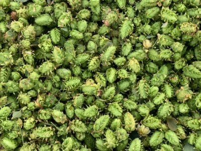 2023 Chinook Hop's Whole Cone 4oz Organic (Brewing or for Tea) | eBay