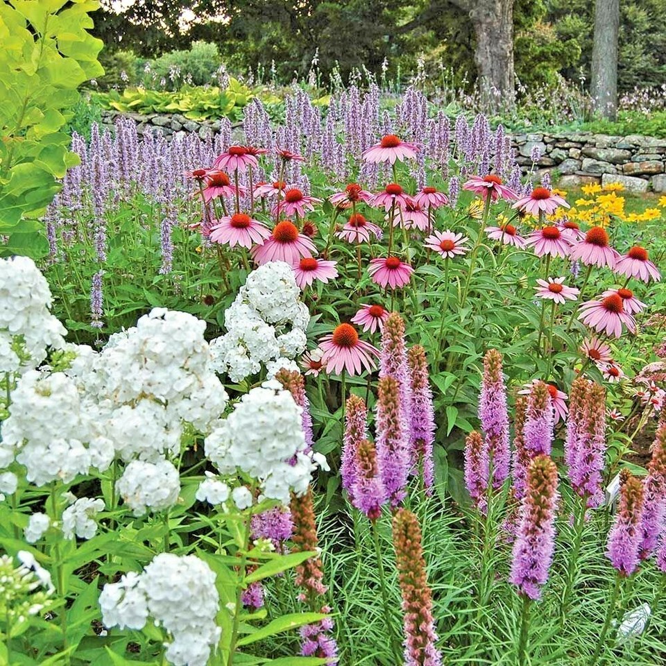 2000+NATIVE PERENNIAL WILDFLOWER Mix Seeds 17 Varieties Pollinators Cut ...