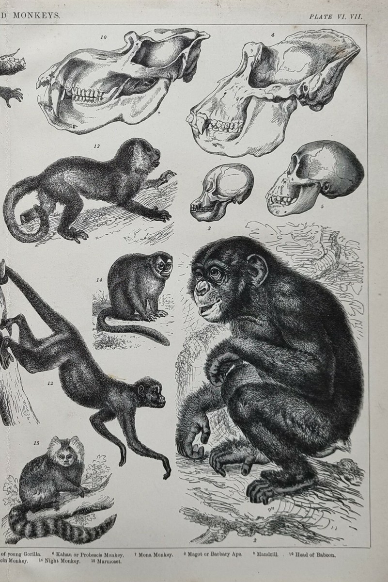 Barbary Monkey Dissection Are You Curious About Curious George?