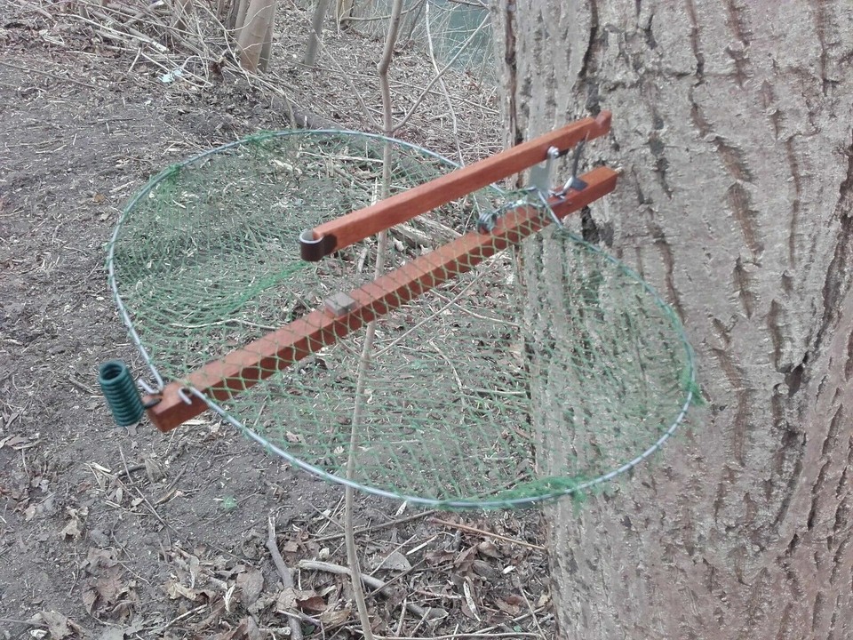 Live Net Trap 25cm Aviary Cage Bird Trap Ringing Ornithology | eBay UK