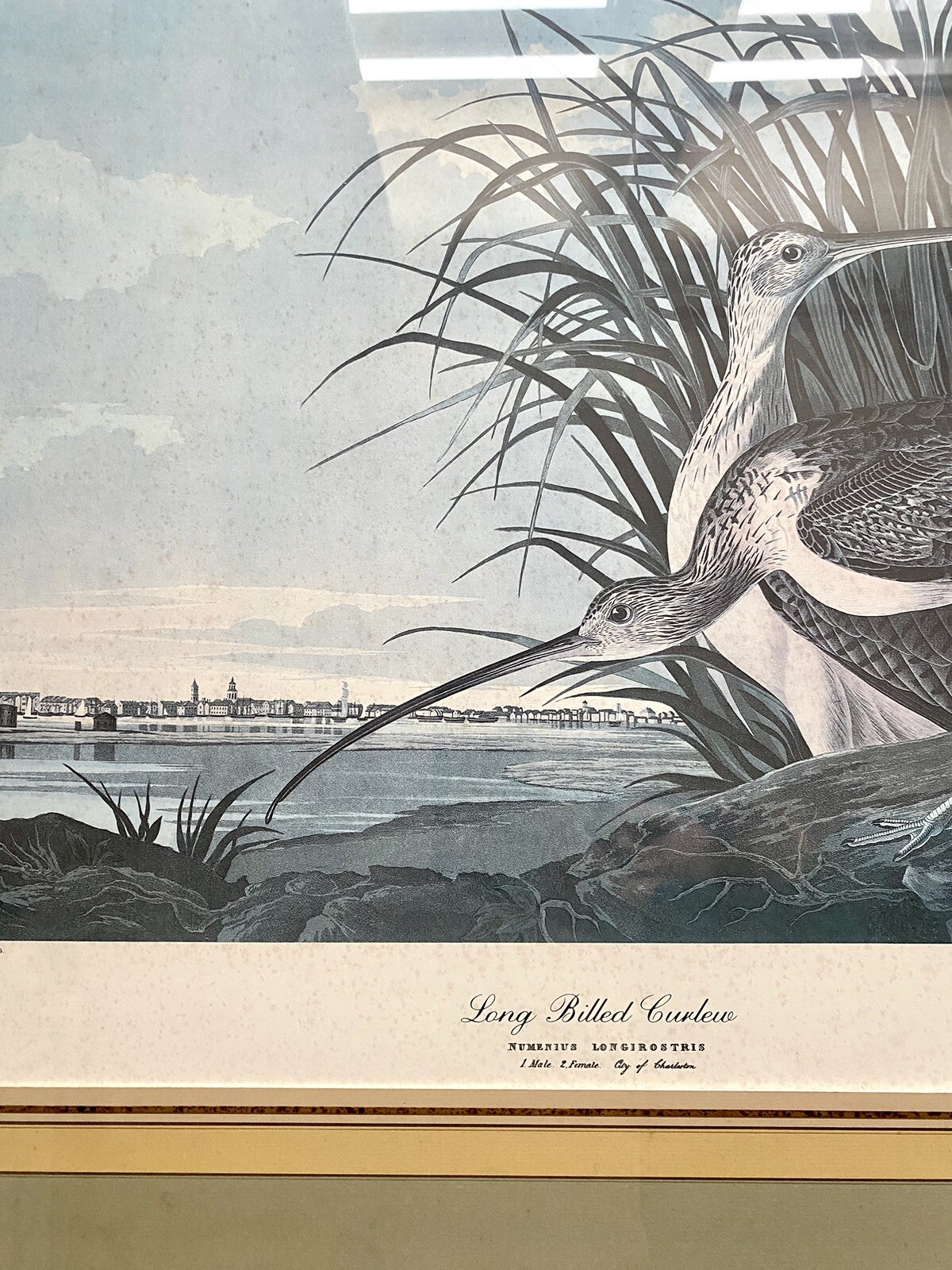 JJ Audubon Print “Long Billed Curlew” R. Havell Print 1834 Green And ...