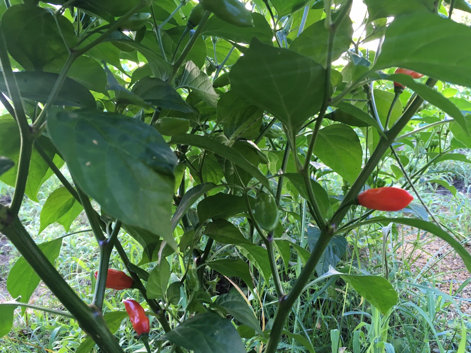 20 BIRGIT'S LOCOTO CHILI PEPPER SEED - ULTRA RARE 2024 - GREAT FLAVOR ...