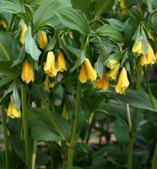 Spring Blooming **YELLOW FAIRY BELLS** Roots. Get ready for spring ! | eBay