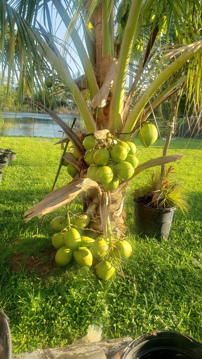 Green Malayan Dwarf Coconut Tree – Eddies Acres