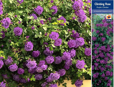 ROSE BUSH PURPLE CLIMBING FRAGRANT BARE ROOTED GARDEN PLANT SHRUB GROW ...