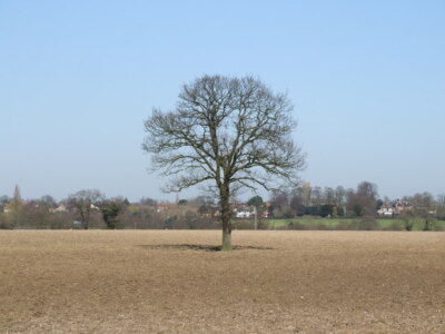 Photo 6x4 Solitary Tree in Ploughed Field Pulham Market Near Pulham ...
