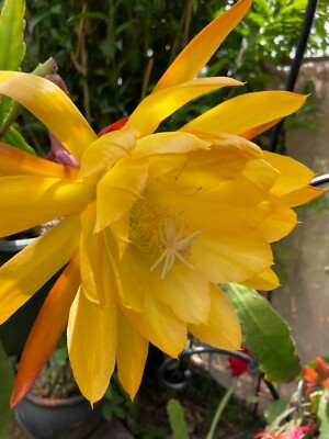 25+ SEEDS Epiphyllum Orchid Cactus BOLD GOLD x SONOMA SUNSHINE | eBay