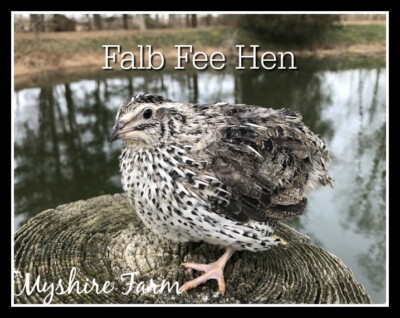 110+RARE Falb Fee Coturnix Quail Hatching Eggs By Myshire! Are Feather ...
