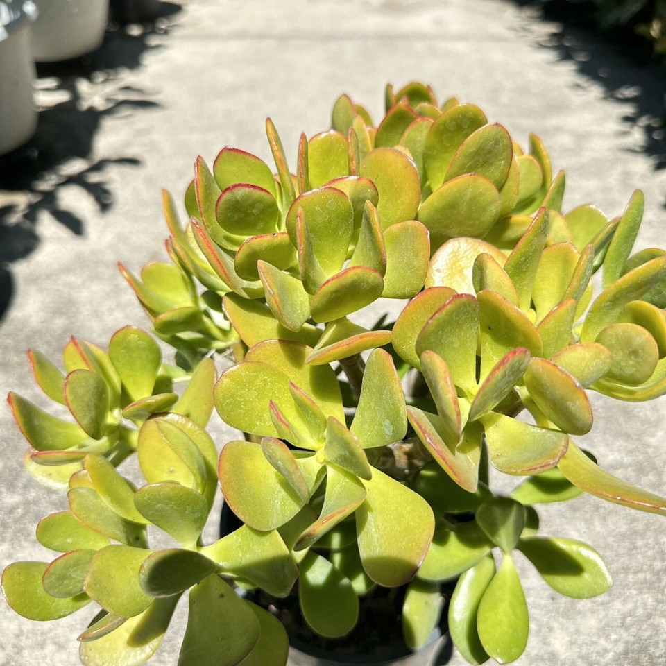 Jade Succulent, Crassula Ovata Succulents, Tall Plants, Tree, 15-17 ...