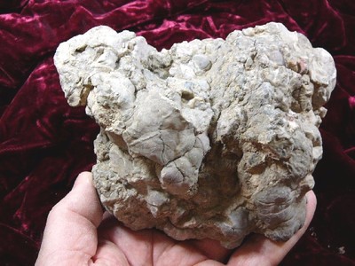 (PP515-62) 3 lbs Real Fossil Crocodile croc POOP doo doo Triassic ...