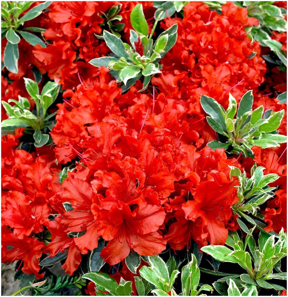 Dwarf Japanese Azalea Japonica Hot Shot | Semi-Evergreen Shrub | Pot ...