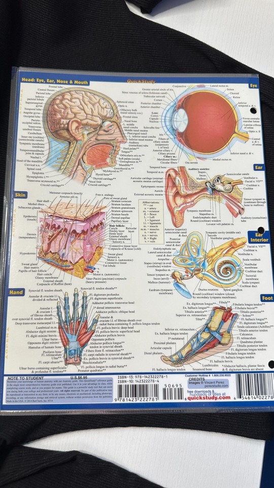 Anatomy Quickstudy Laminated Reference Guide Medical Anatomy Chart | eBay