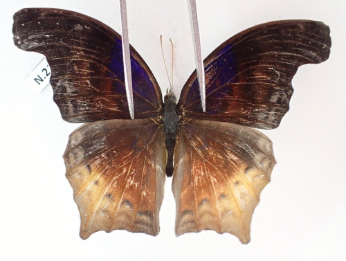 N21073. Insects butterflies: Nymphalidae sp. Vietnam, Nghe An | eBay