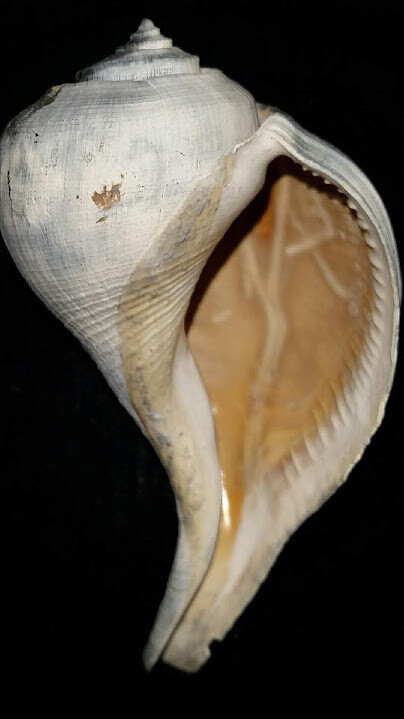 Fossil / Fossilized Whelk sea shell gastropod mollusk collectors ...