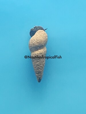 2 Chocolate Rabbit Snails (Tylomelania Sarasinorum) | eBay