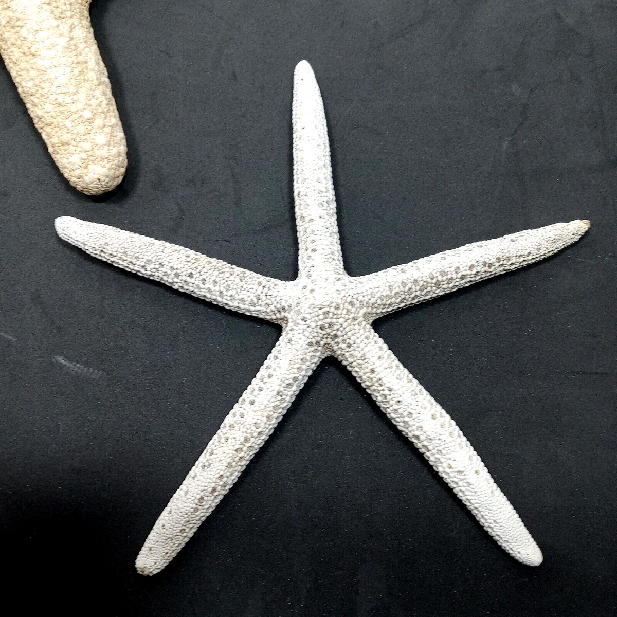 Five Starfish On Beach