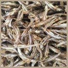 Sprats Anchovy Sun Dried Halmasso Seafood Dry Fish Pure Cleaned Ceylon ...