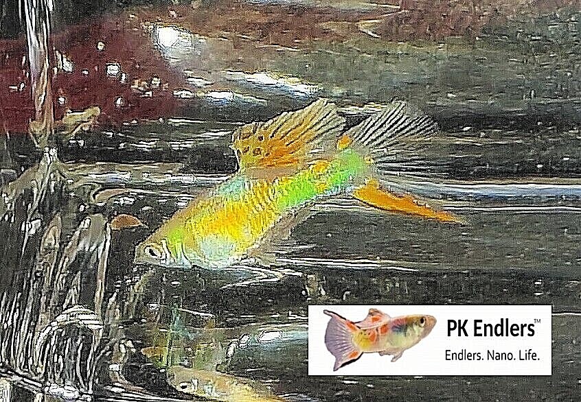 PK Endlers FLOURAURA ENDLERS - CHOOSE OPTIONS | eBay