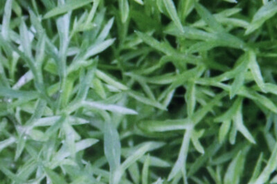 10 Semillas De Cilantro 'Confetti', Coriandrum Sativum #857 | eBay