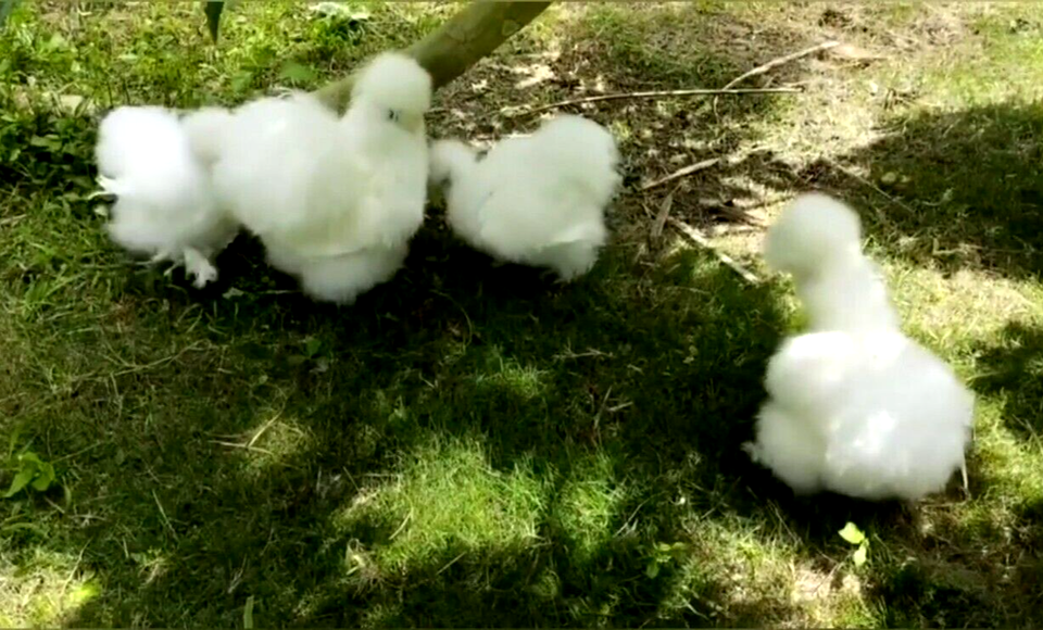 12 NPIP/AI CLEAN BEARDED SILKIE BANTAM HATCHING EGGS EXTREME SHOW ...