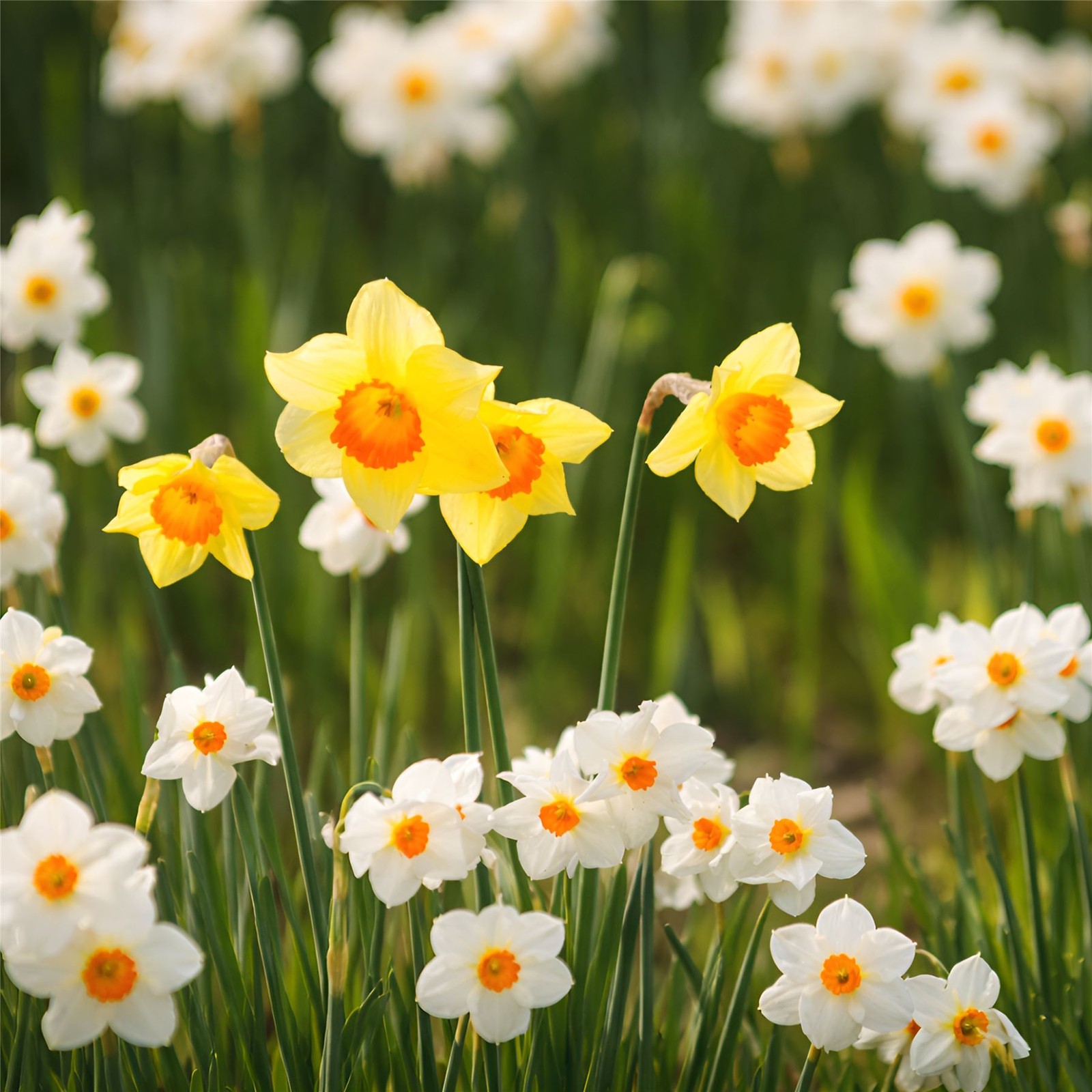 5-100 Mix Dwarf Daffodil Bulbs Narcissus Corm Spring Flower Garden ...
