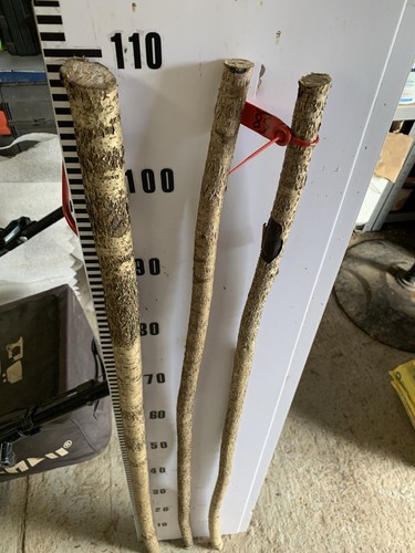 HAZEL SHANKS X 3 Seasoned WALKING STICK Lot 58 | eBay UK