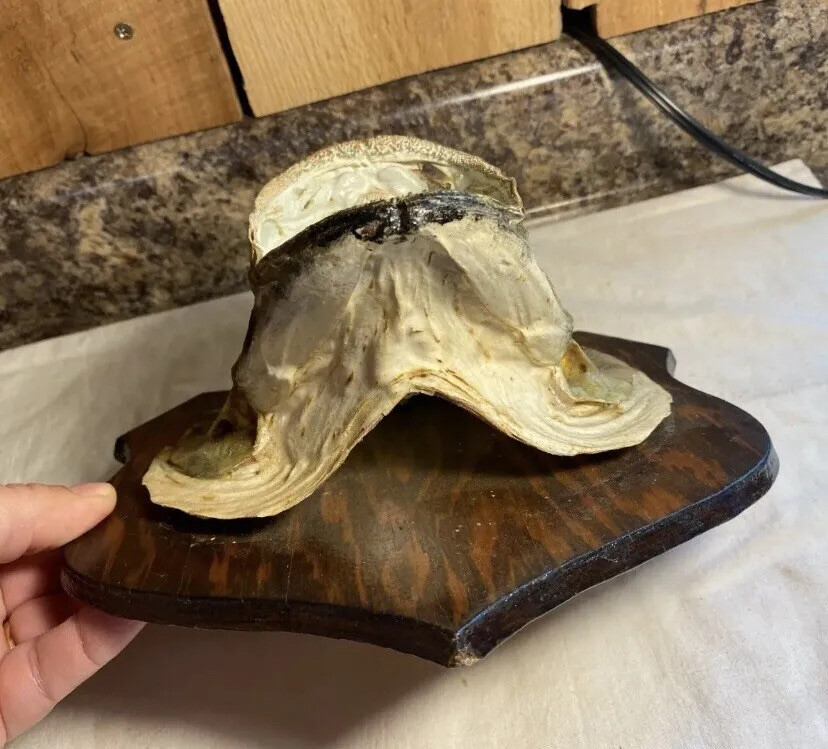 Antique Bass taxidermy fish Head mount - Ugly Taxidermy Oddities Weird | eBay