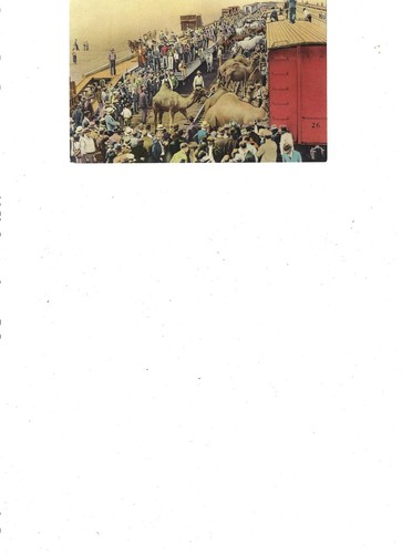 PC Ringling Bros & Barnum&Bailey Circus unloading animals for winter ...