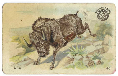 Gnu Arm & Hammer Interesting Animals Card Church & Co #45 c1898 | eBay