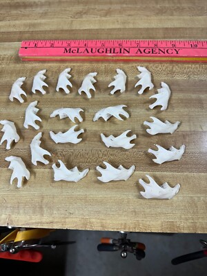 MUSKRAT JAWS CRAFTS SMALL PROJECTS 20 Total NO TEETH AS IS | eBay