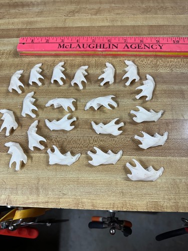 MUSKRAT JAWS CRAFTS SMALL PROJECTS 20 Total NO TEETH AS IS | eBay