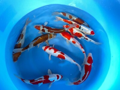 1 Qty - 12-15” ASSORTED METALLIC HQ JAPANESE Koi live fish standard fin ...