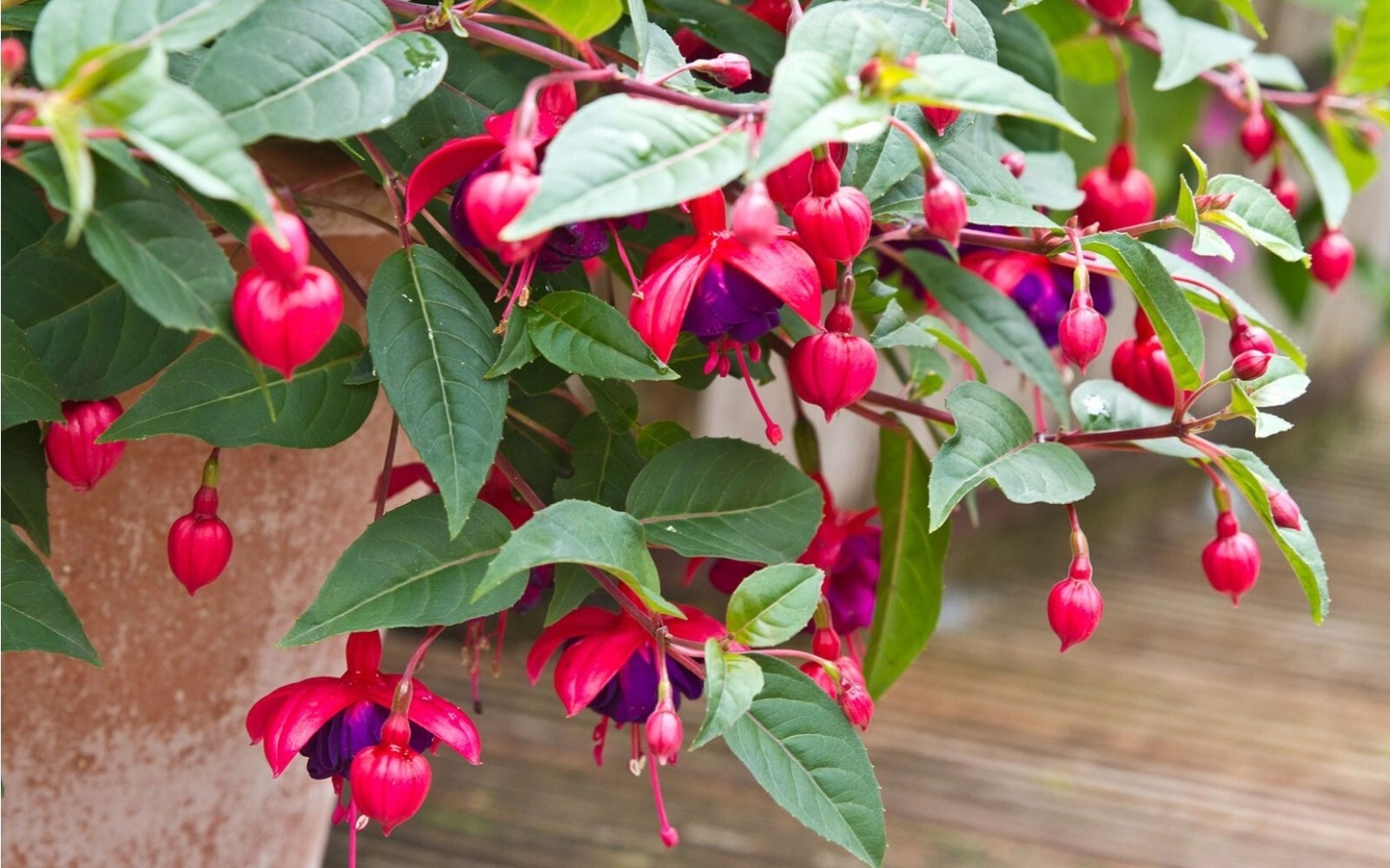 4 x Healthy Rose Purple Fuchsia trailing creeping plant cuttings | eBay ...