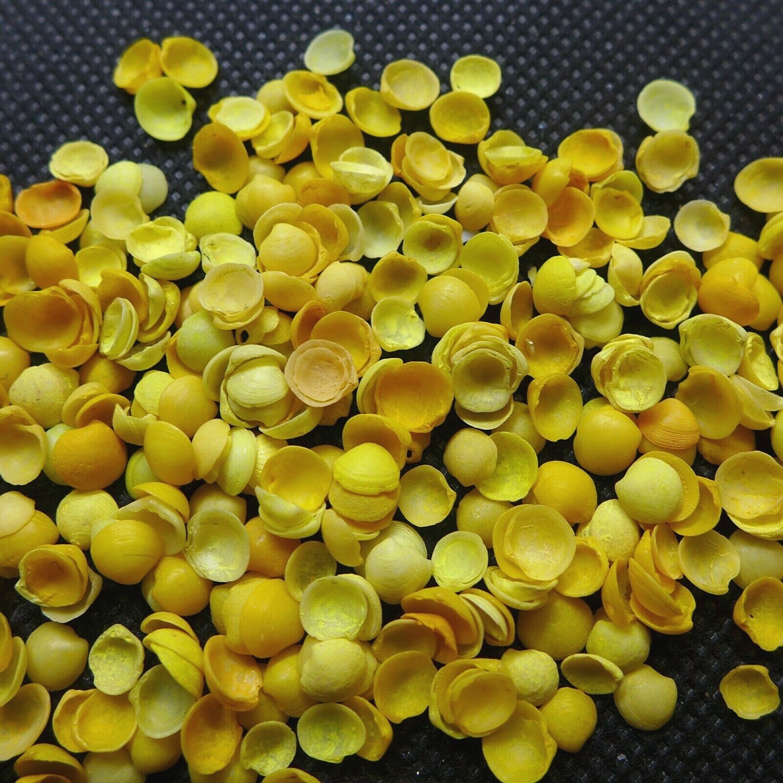 25 Multi Hues of Yellows & Orange Lucine Cup Shells Mini Sailors ...