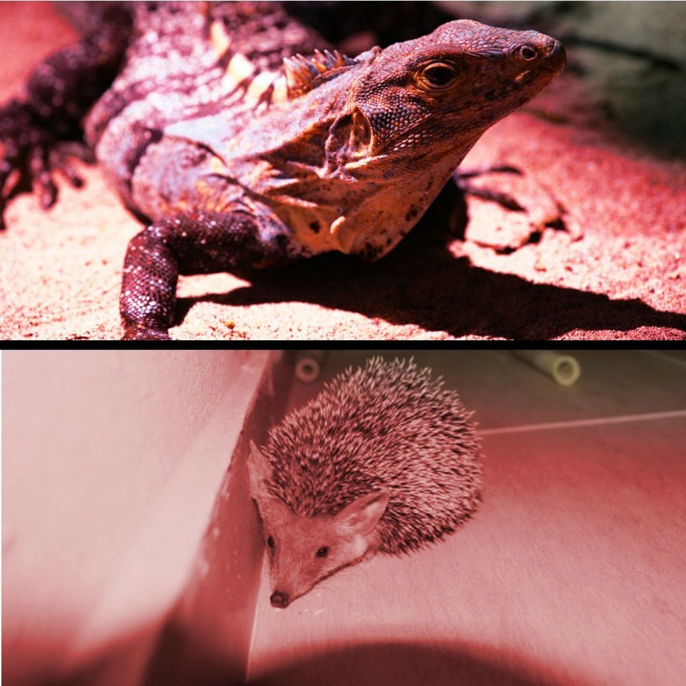 Red Light Portable Pocket 9 LEDs Flashlight for watching nocturnal ...