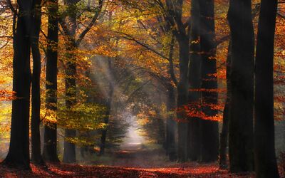 Landscape morning nature path sun rays netherlands trees Custom Gaming ...